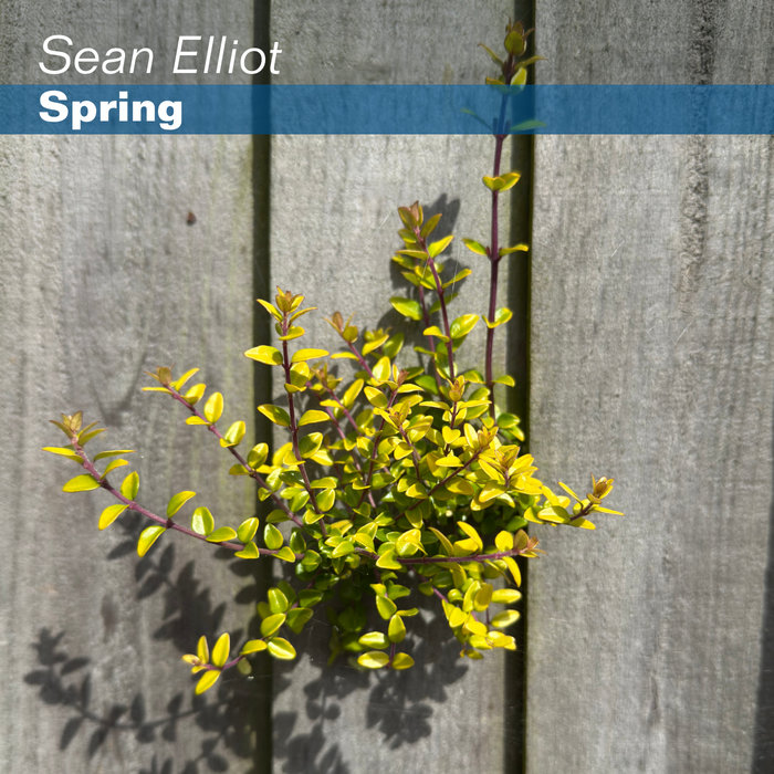 Spring | Sean Elliot