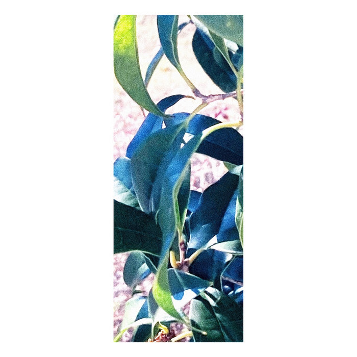 Voice | singular balance