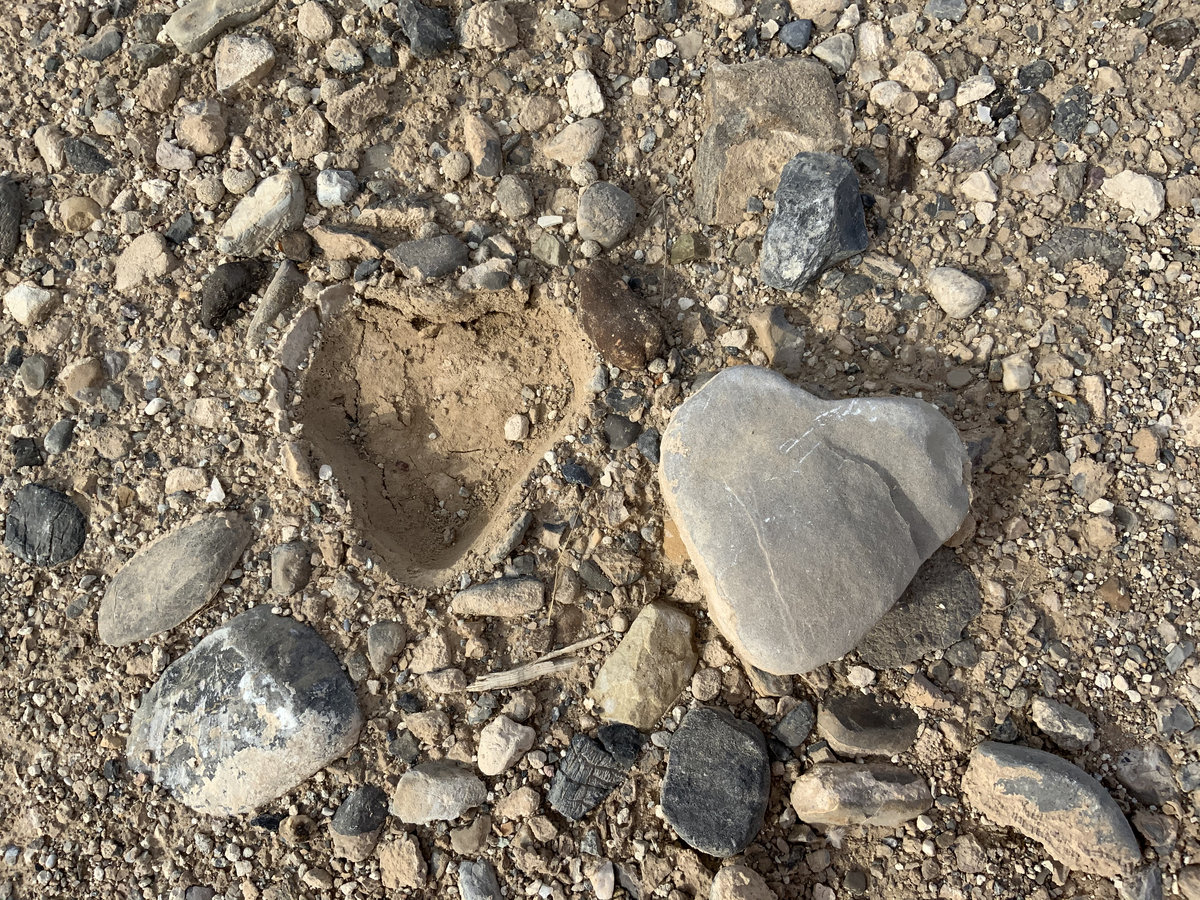 lophic 6 | Trace Hints