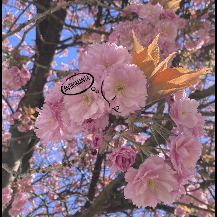 Anthomania - Single | Serah Verity