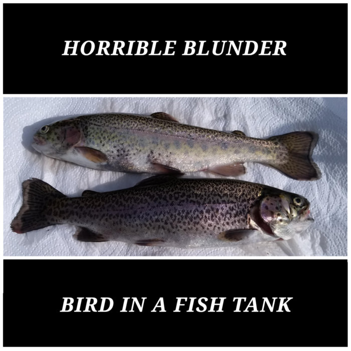 bird in a fish tank | Horrible Blunder