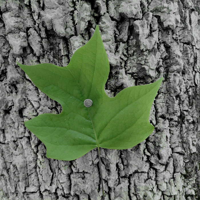 The Migration of the Leaves | Logan Freund