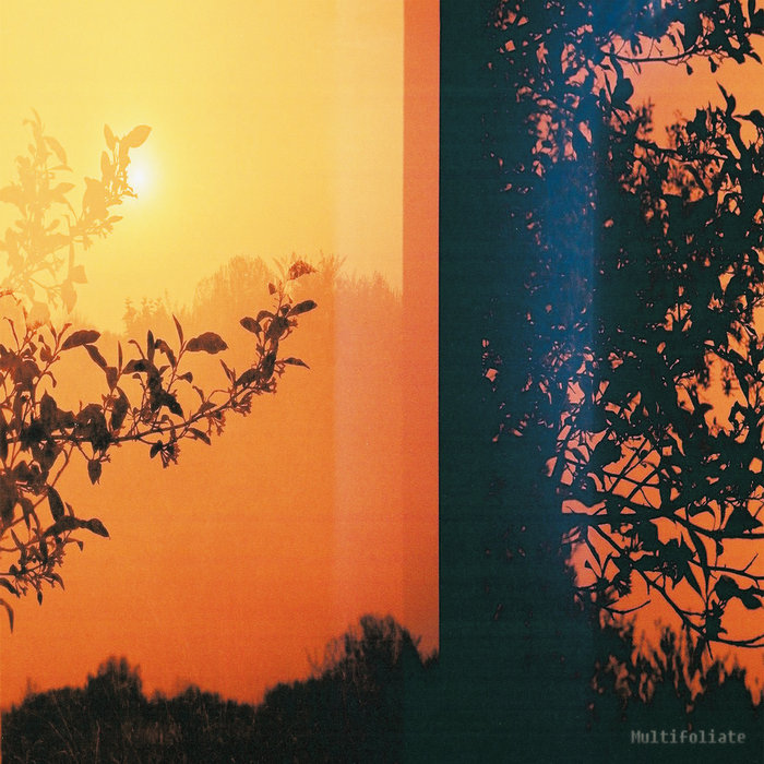 Multifoliate | Mikki