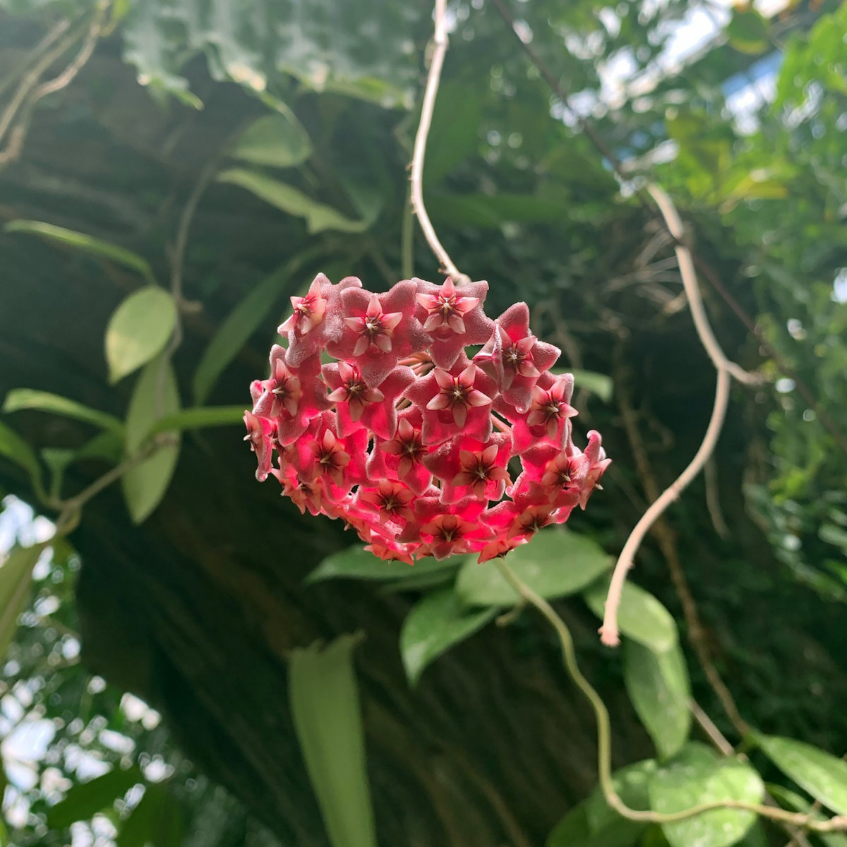 Asteria Flower | Best Flower Site