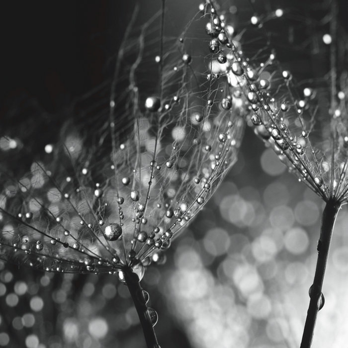 Fluidum III | Cio D´Or