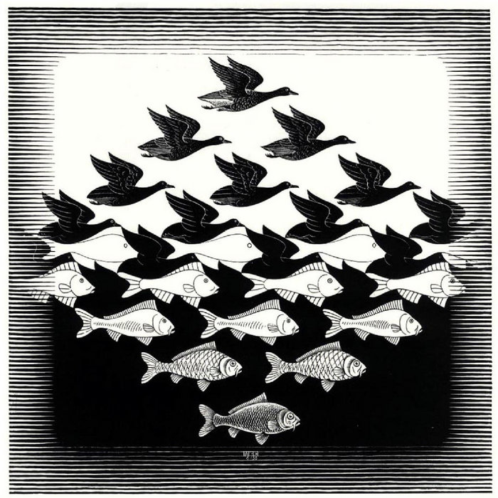 Fish That Evolve Into Birds To Swim In The Sky | Hey Lucy Nation