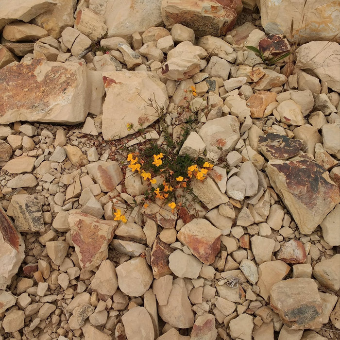 Caught Up In You (38 Special cover) | Michael Mull Octet | Michael Mull