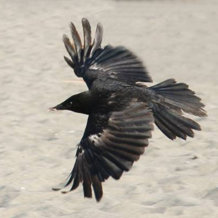 THE CROW | Milly Blue