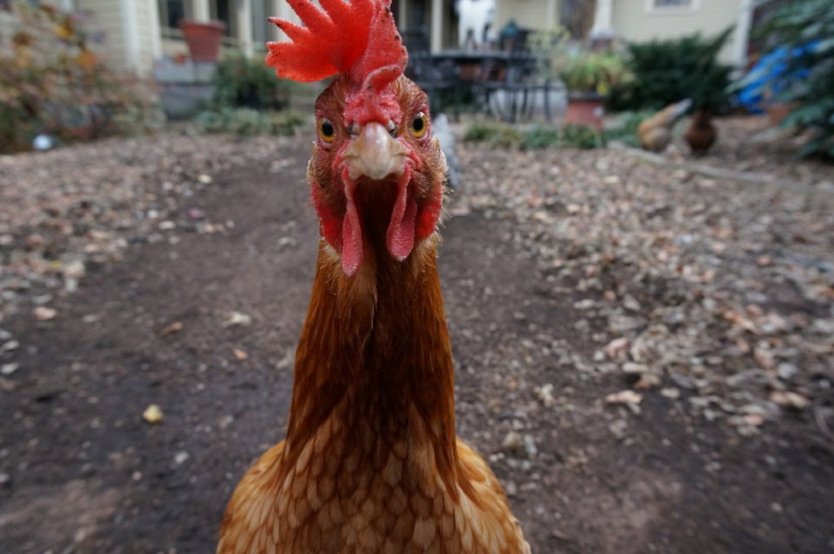 Smells like chicken | They Killed Fritz